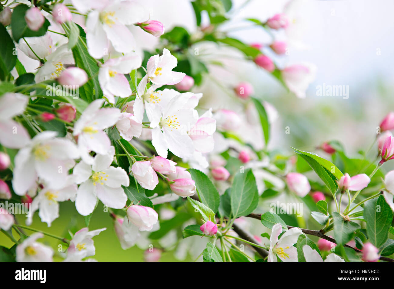 Flourishing leaves and flowers hi-res stock photography and images - Alamy