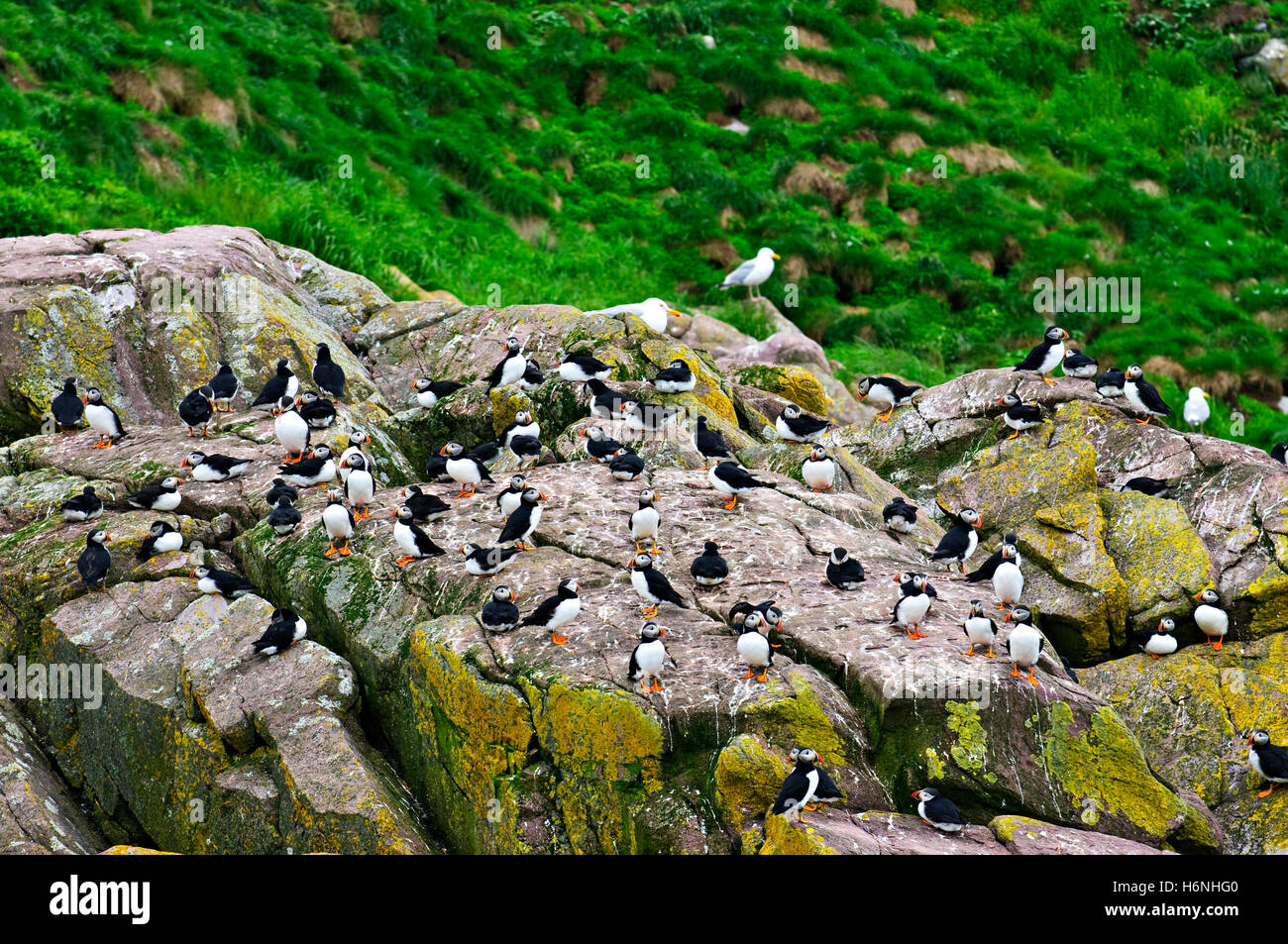 Rocks nesting birds hi-res stock photography and images - Alamy