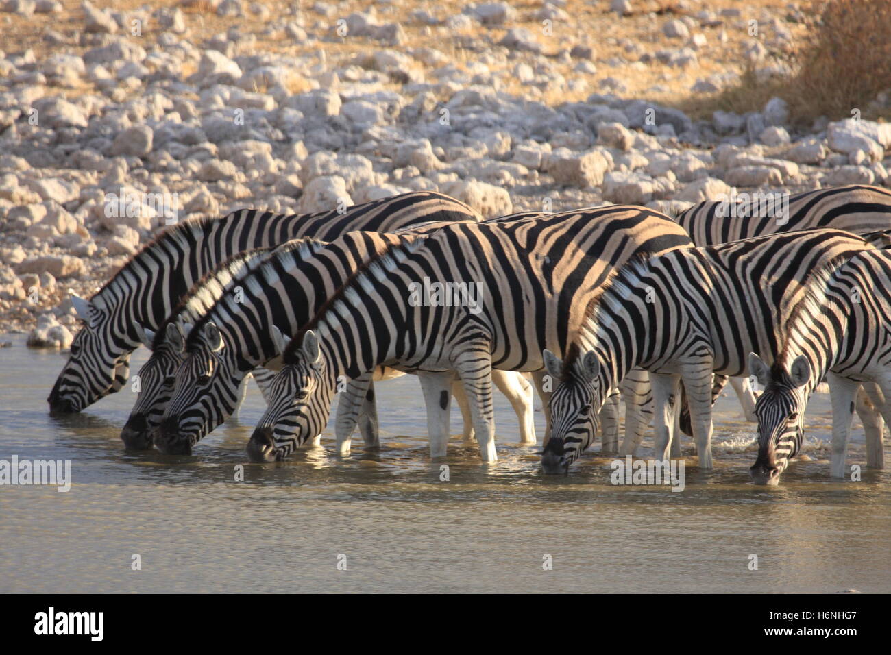 Mammals of namibia hi-res stock photography and images - Alamy