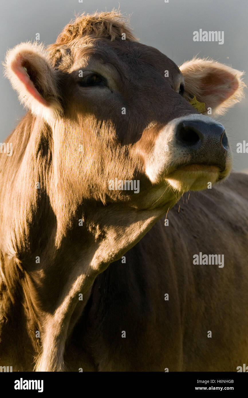 Cow macro hi-res stock photography and images - Alamy