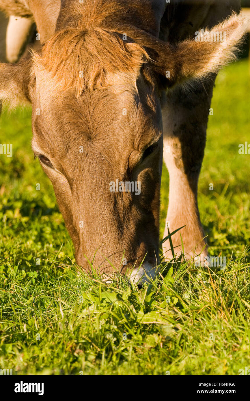 Useful field of view hi-res stock photography and images - Alamy