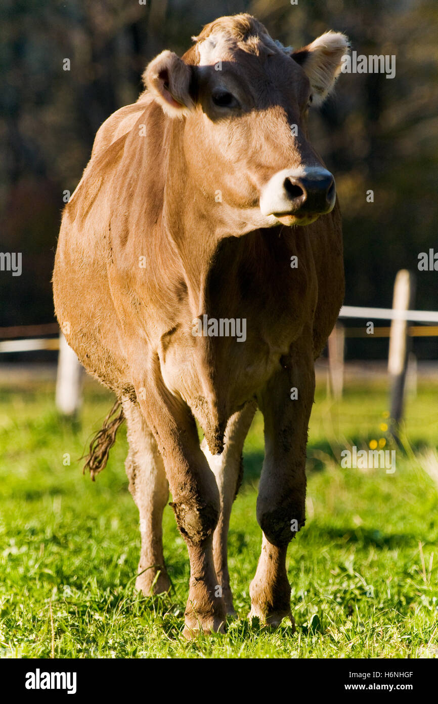 Useful field of view hi-res stock photography and images - Alamy