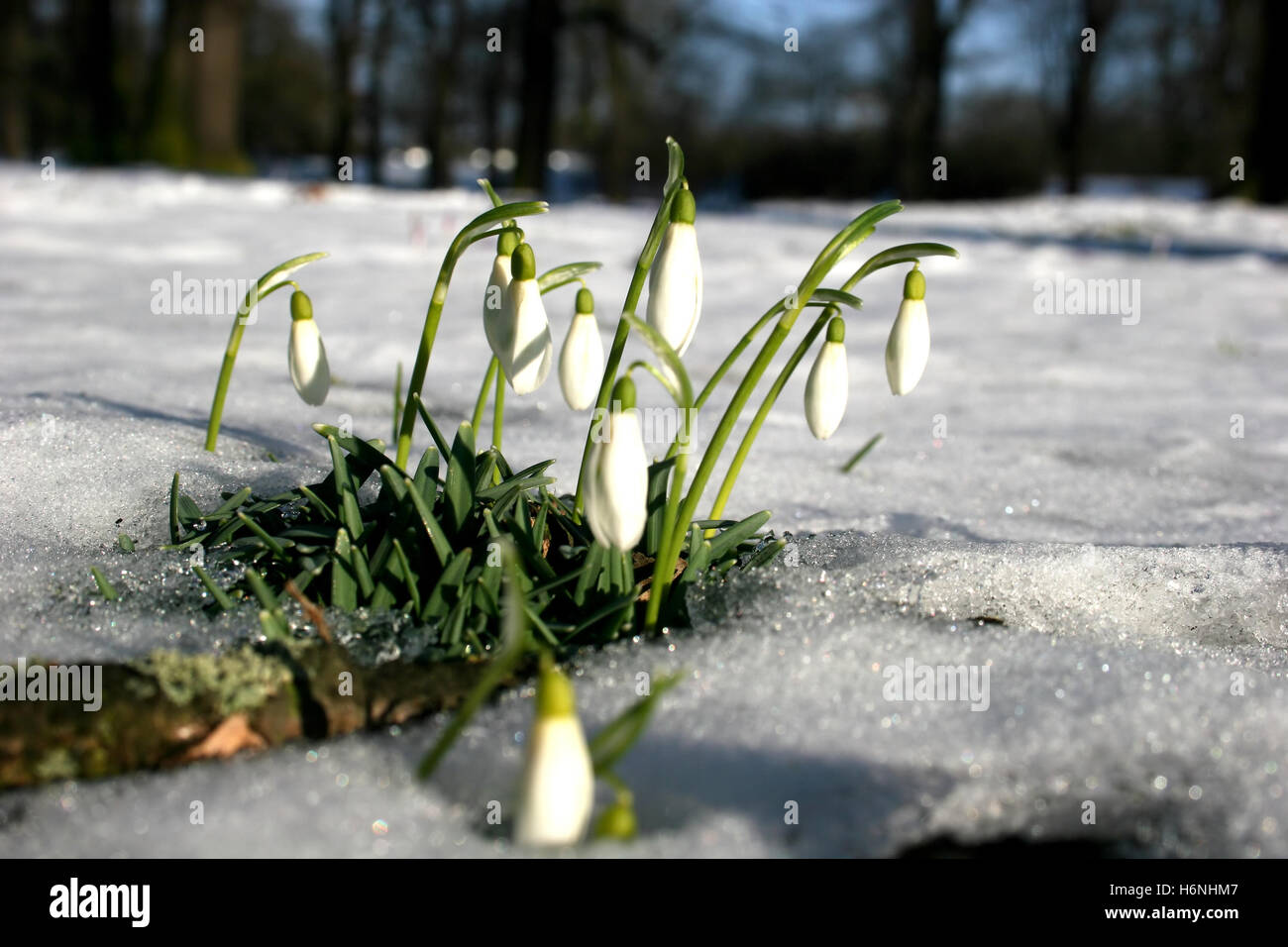 snowdrops with snow in late winter Stock Photo - Alamy