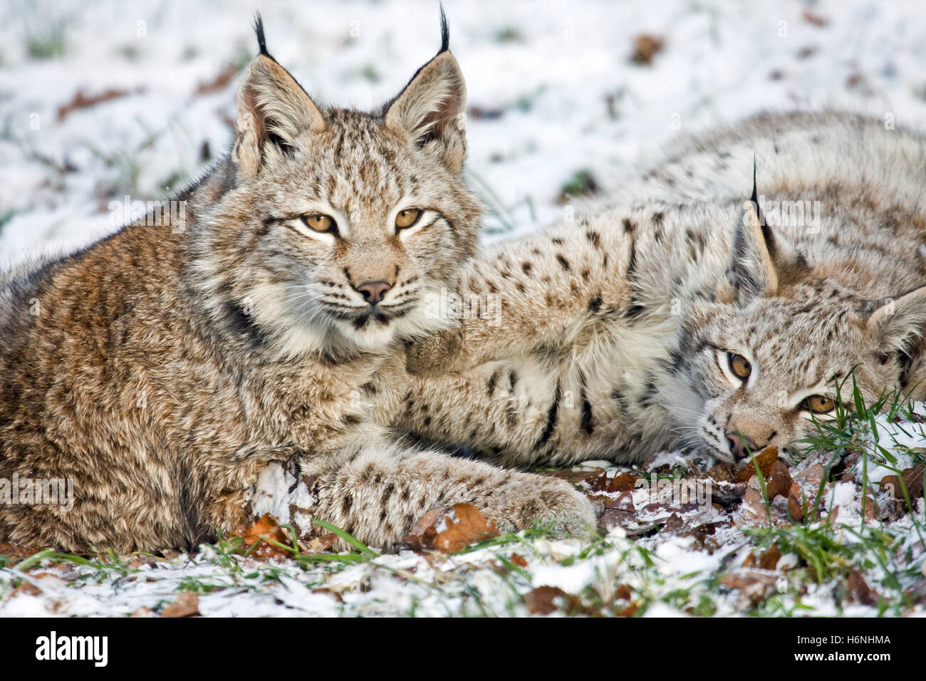 Lynx young hi-res stock photography and images - Alamy