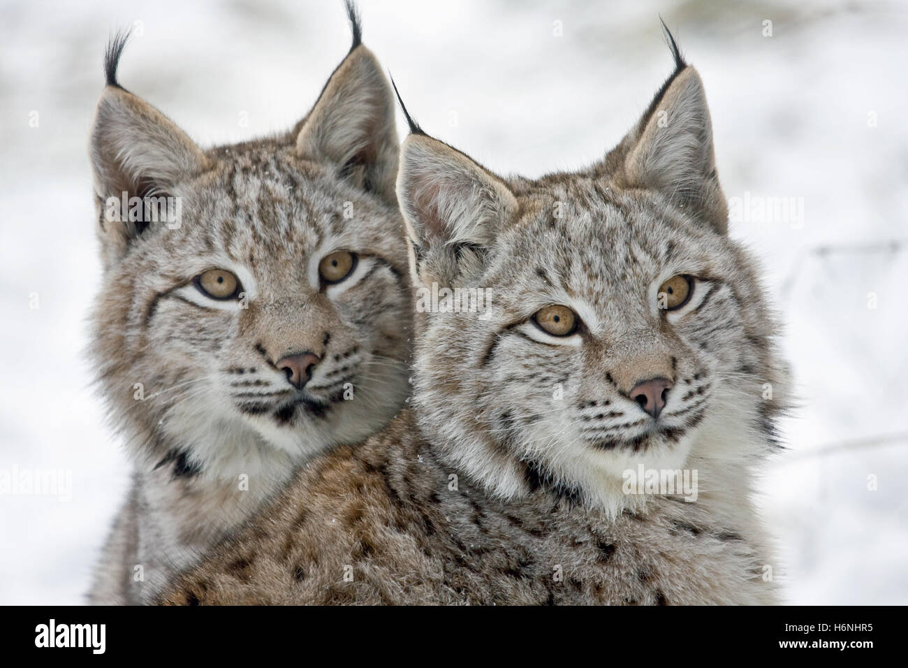 Lynx paws hi-res stock photography and images - Alamy