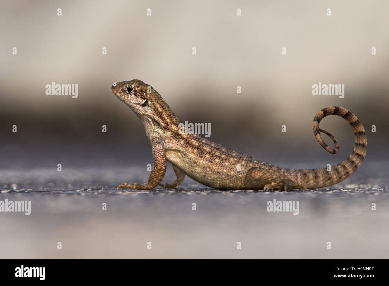 Amphibians tail hi-res stock photography and images - Alamy