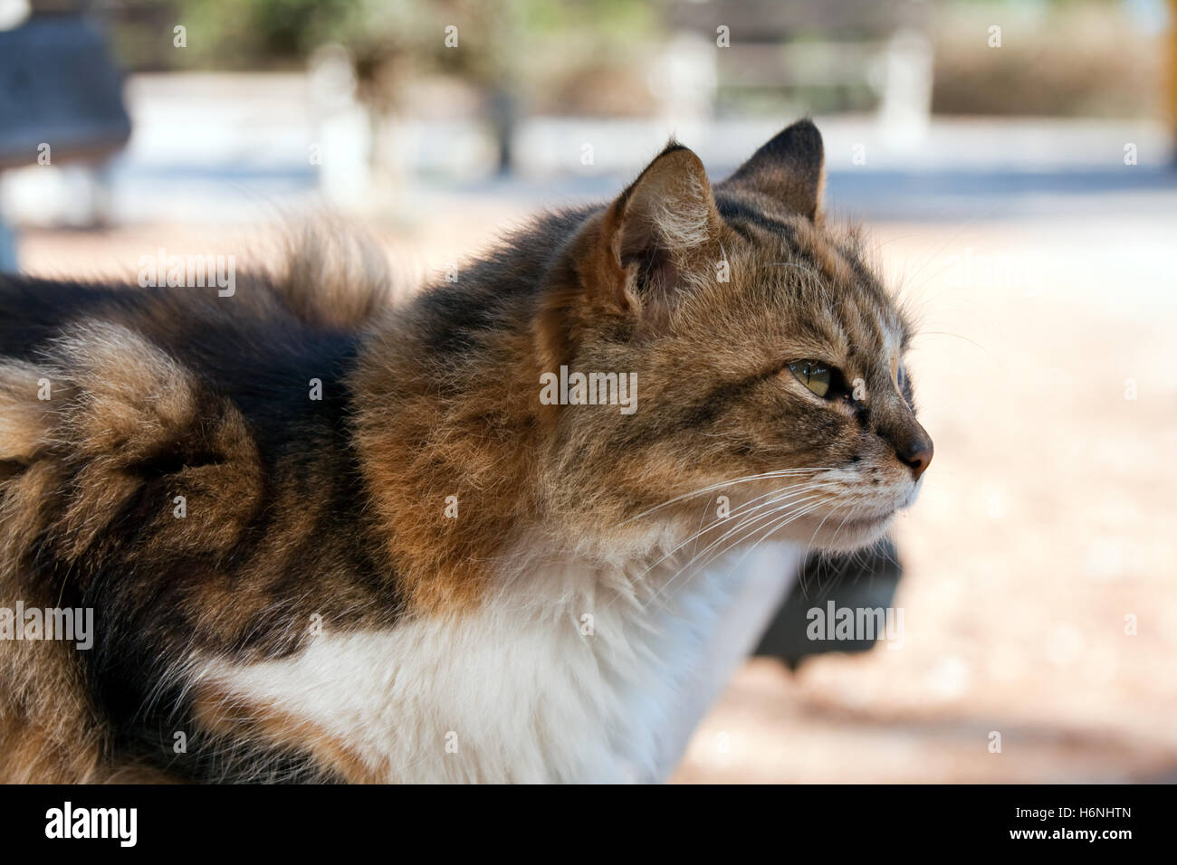 Tiger cat hi-res stock photography and images - Alamy