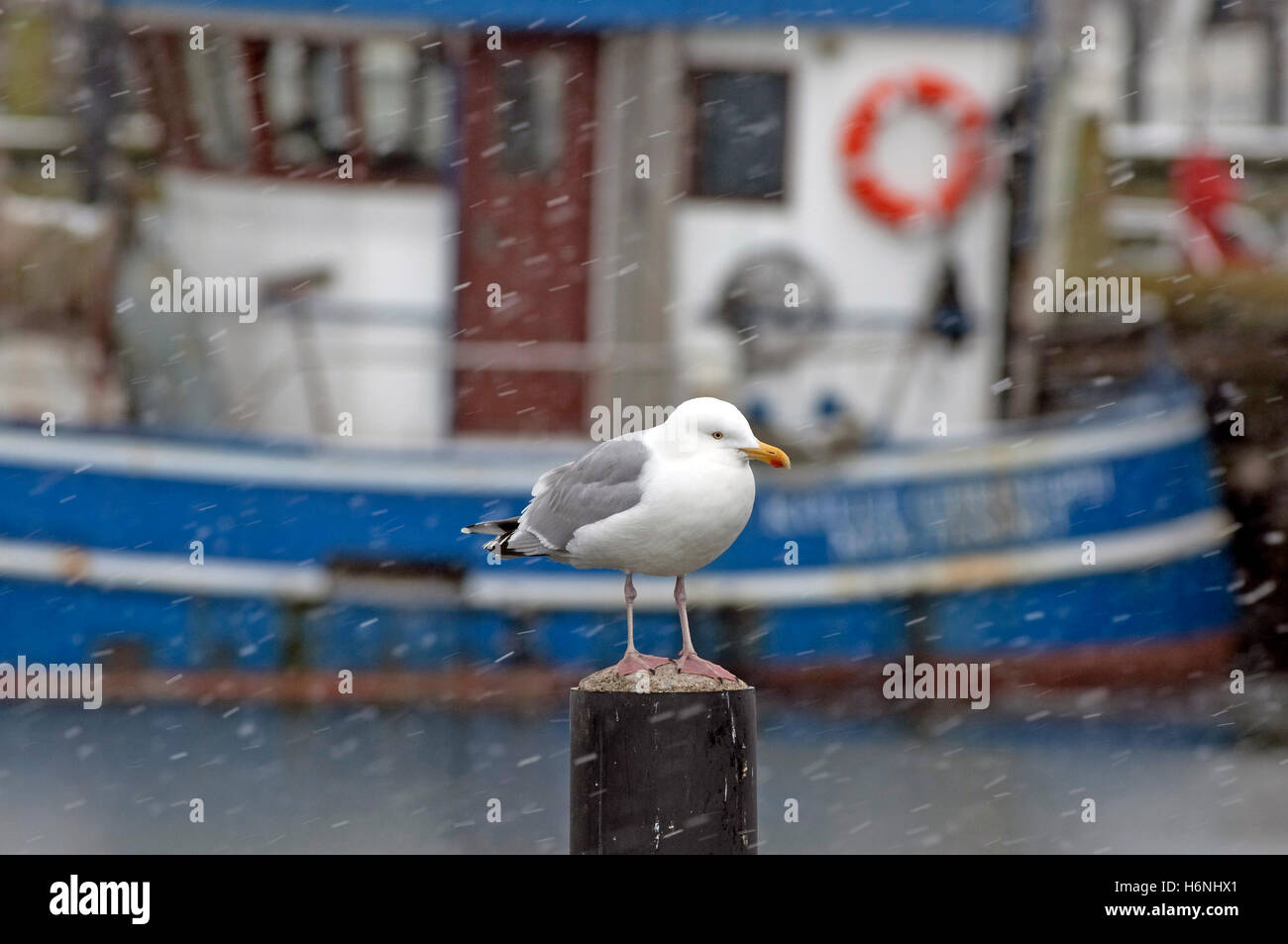 Moltenort hi-res stock photography and images - Alamy