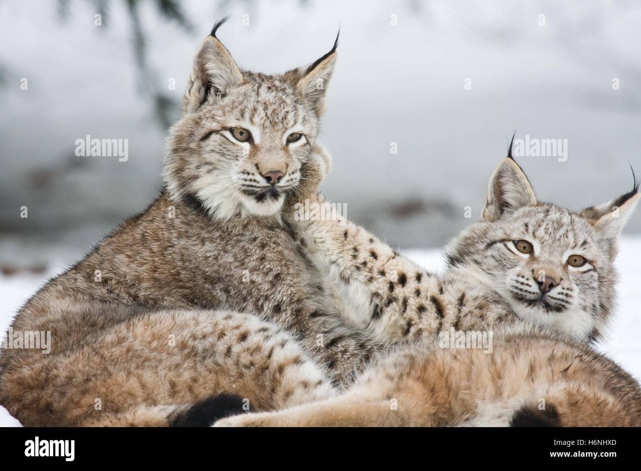 Grey lynx hi-res stock photography and images - Alamy