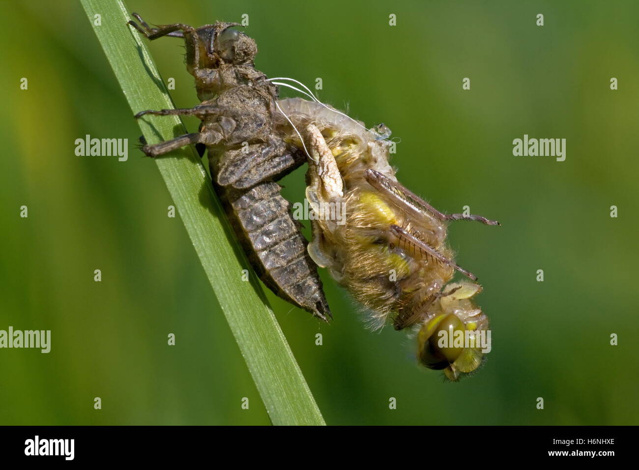 Dragonfly larva hi-res stock photography and images - Alamy