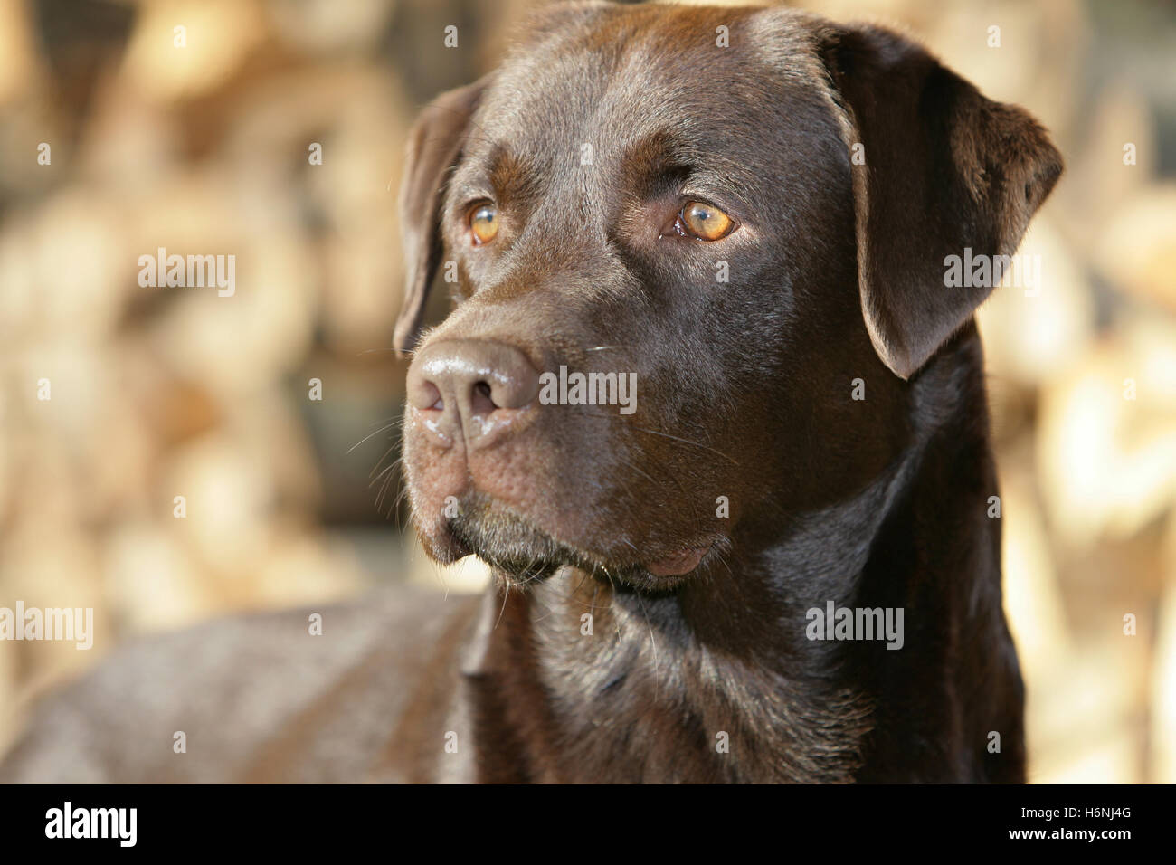 chocolate brown labrador retriever Stock Photo - Alamy