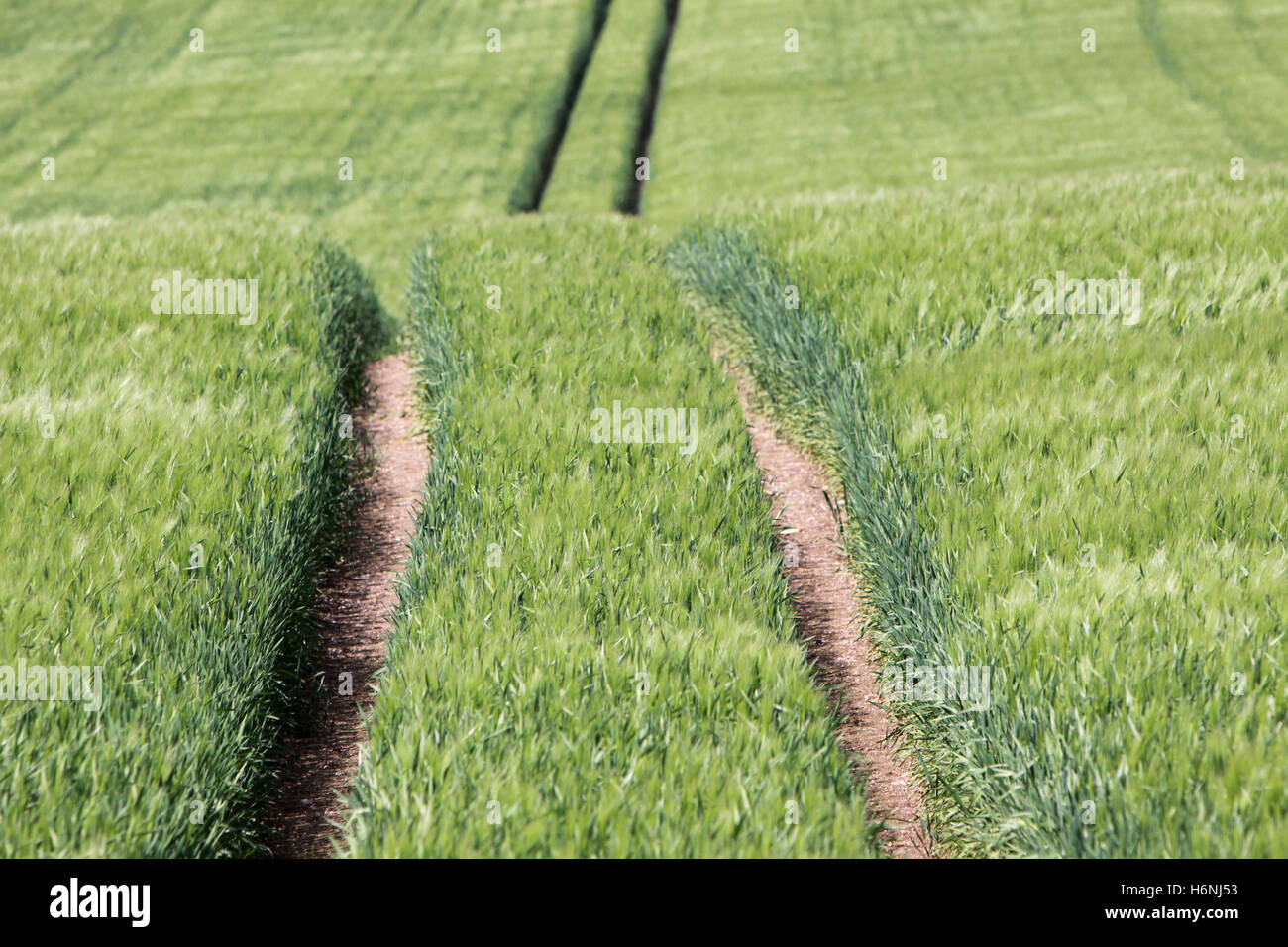 track in a green field of corn Stock Photo - Alamy