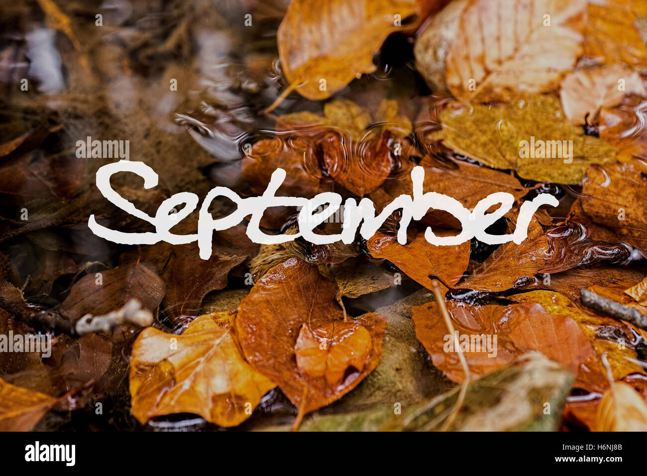 Autumn Leaves in Brook. September Concept Wallpaper Stock Photo - Alamy