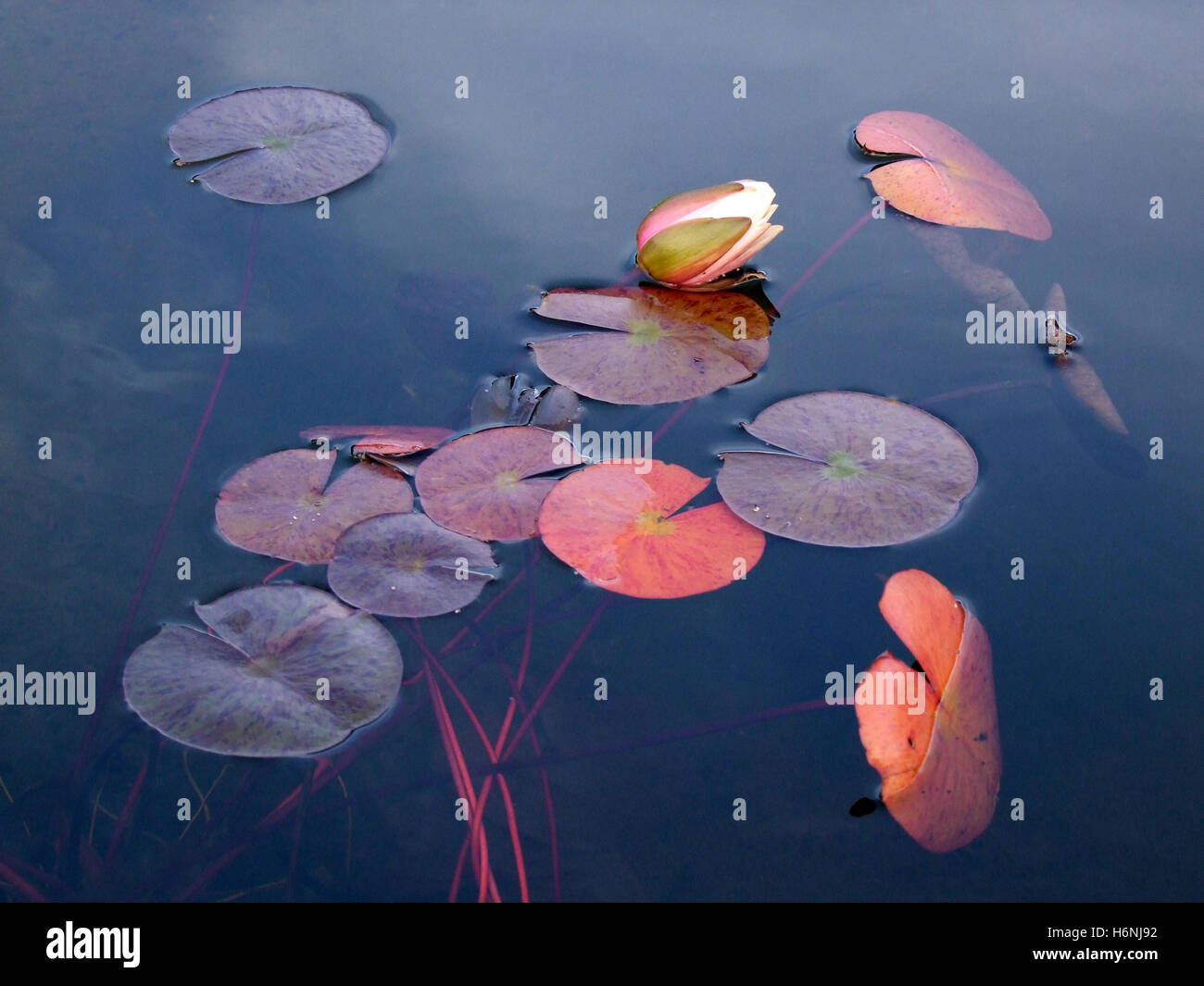 Inland plants hi-res stock photography and images - Alamy
