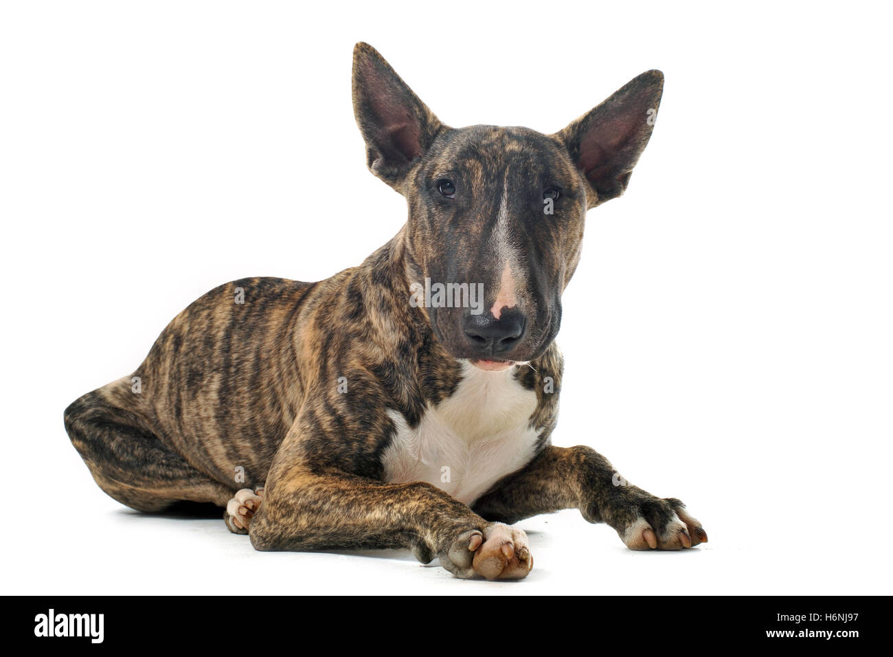 Pitbull terrier puppy hi-res stock photography and images - Alamy