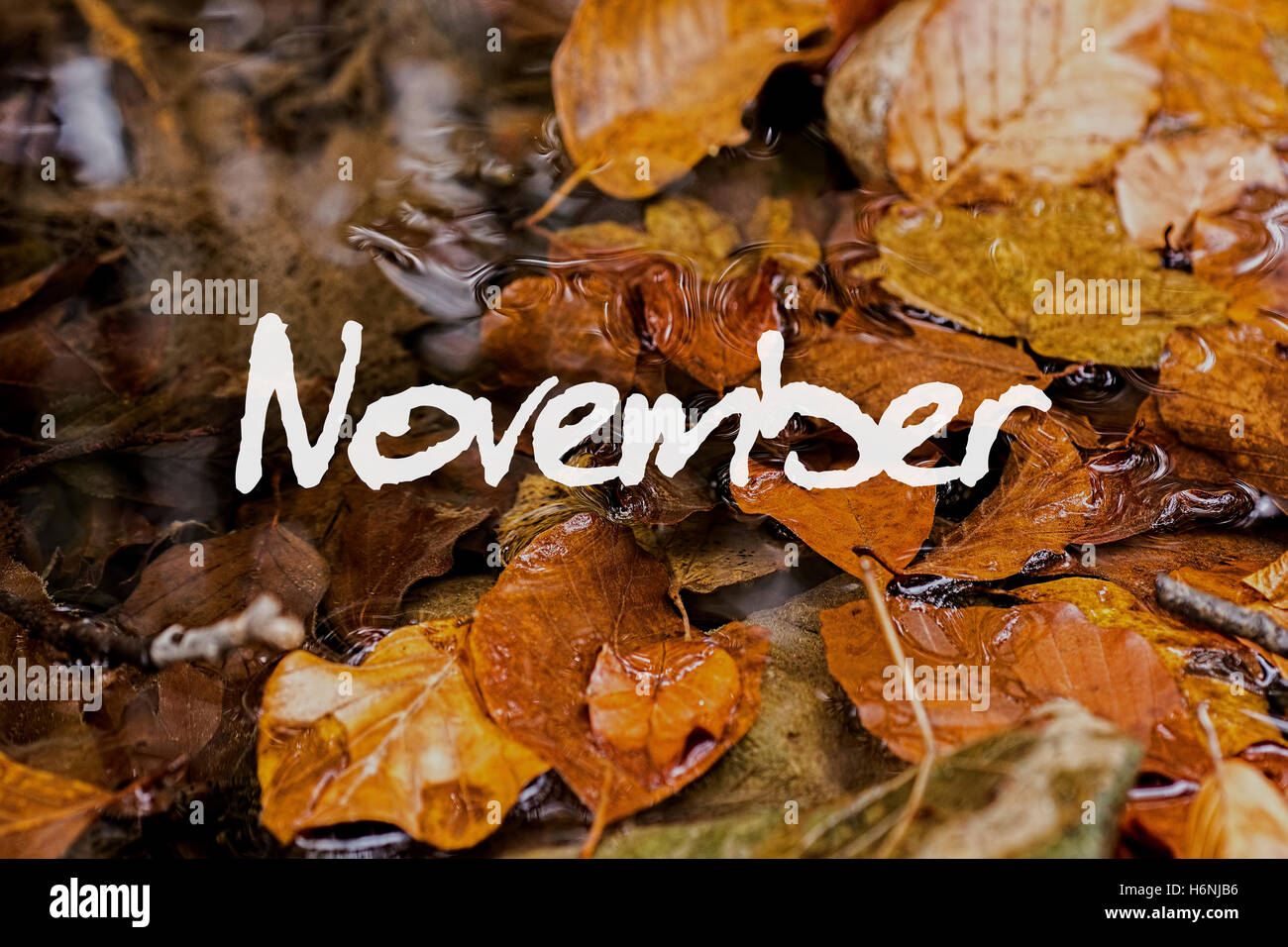November Fall Wallpaper Embrace The Wonders Of Fall This November