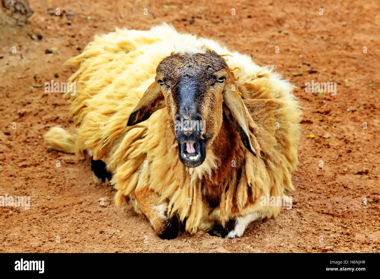 Golden sheep hi-res stock photography and images - Alamy