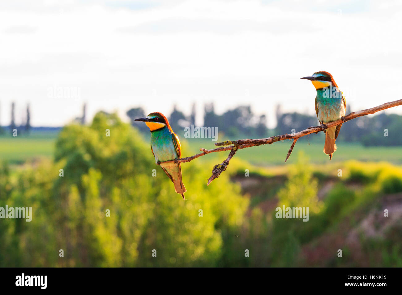 fabulous bird sitting on a dry branch Stock Photo - Alamy