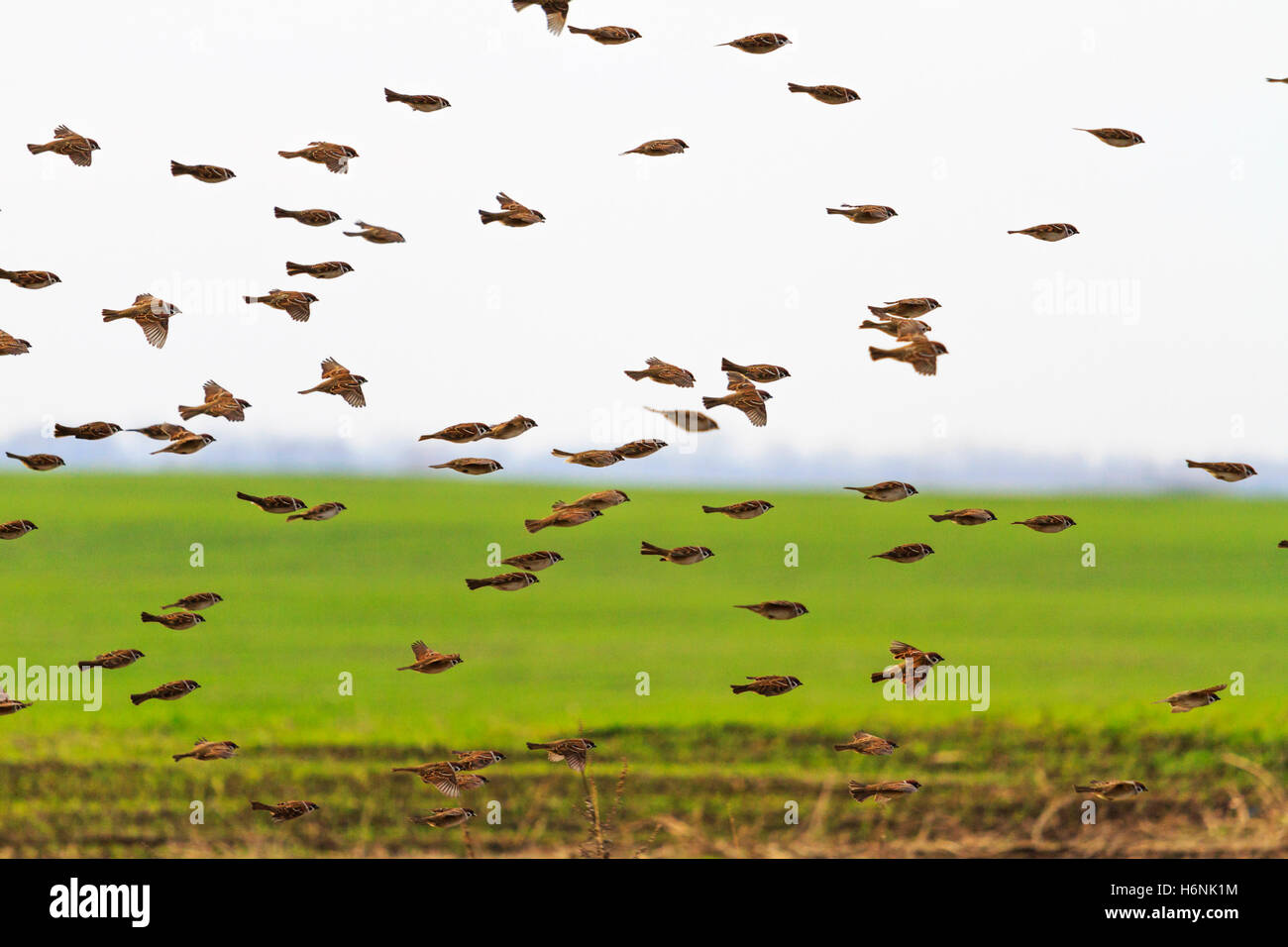 Sparrow flying hi-res stock photography and images - Alamy