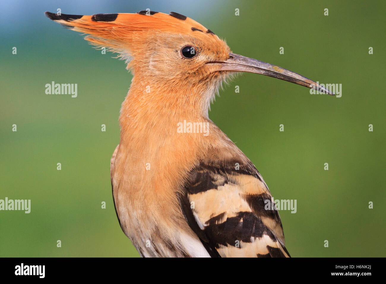 Portrait of a rare bird spotted Stock Photo - Alamy