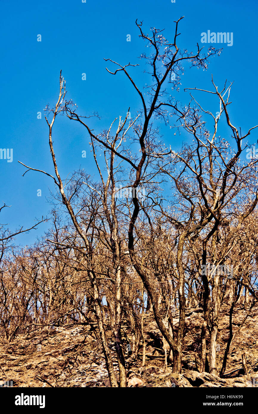 deforestation, global warming and drought concept Stock Photo - Alamy