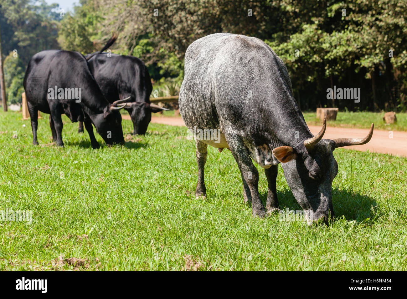 Closeup of cows head hi-res stock photography and images - Alamy