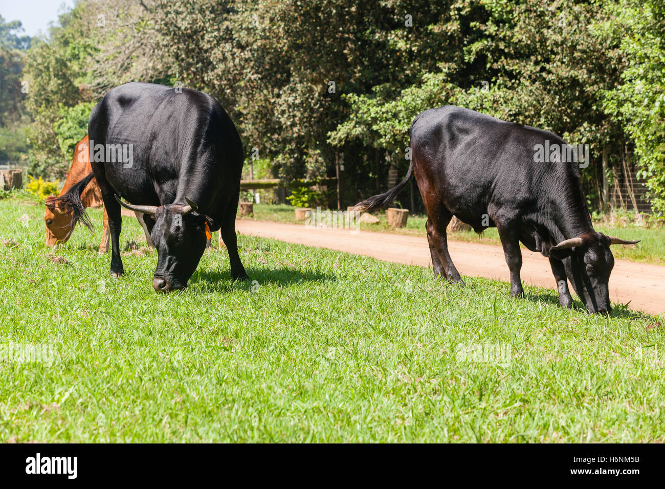 Closeup of cows head hi-res stock photography and images - Alamy