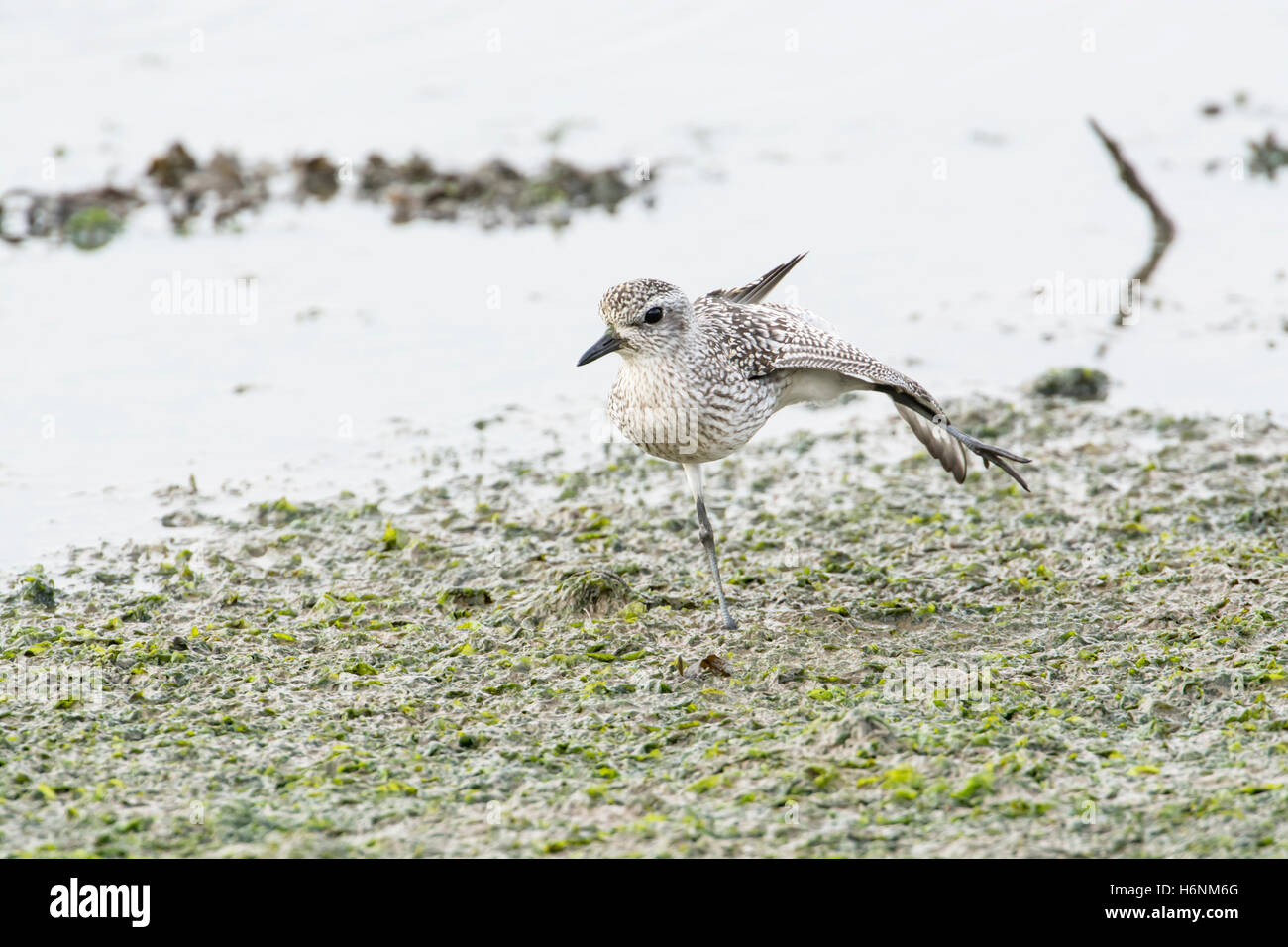 Grey plover (Pluvialis squatarola), in winter plumage, stretching one ...