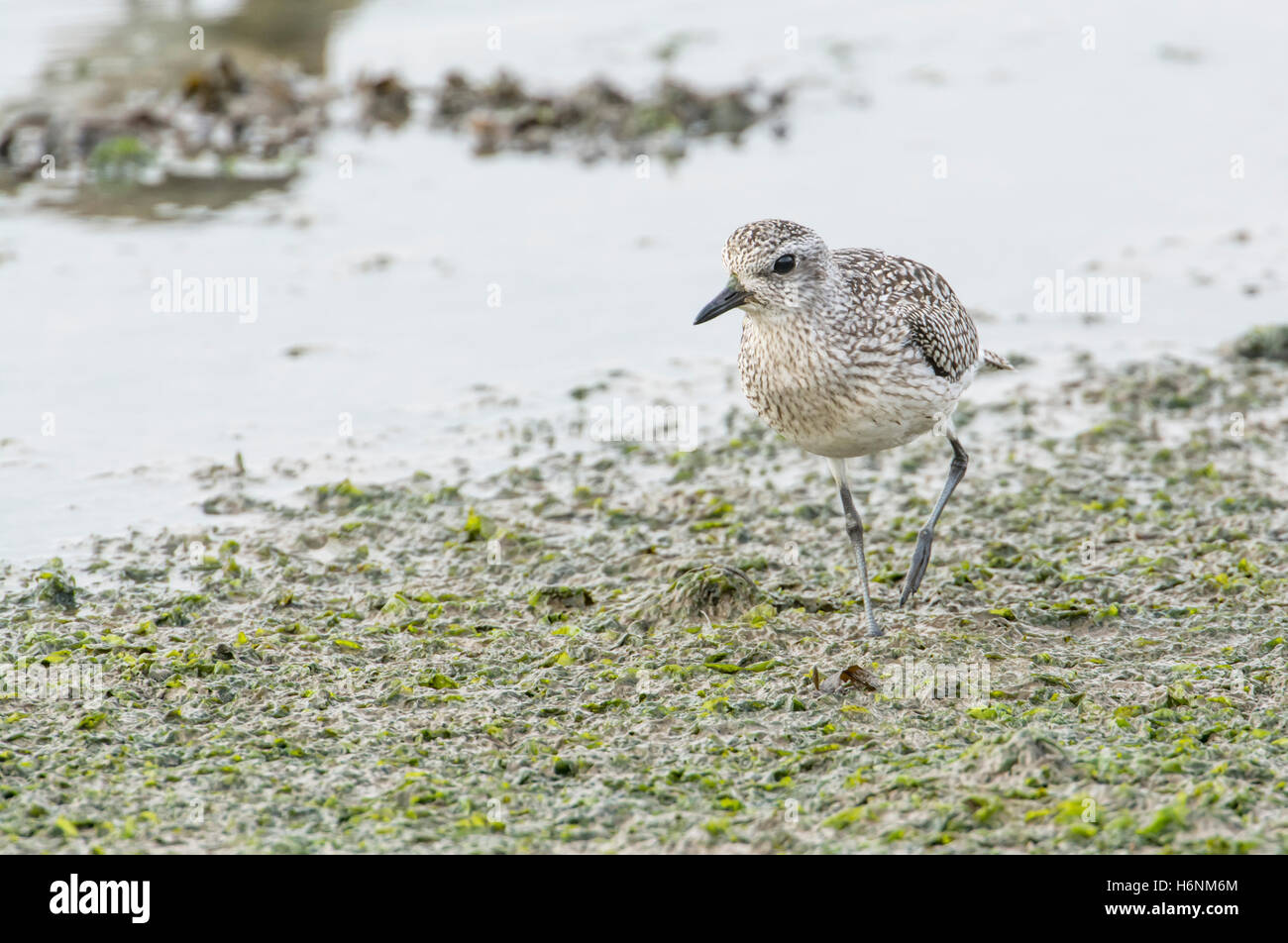 Grey plover (Pluvialis squatarola), in winter plumage, foraging on ...