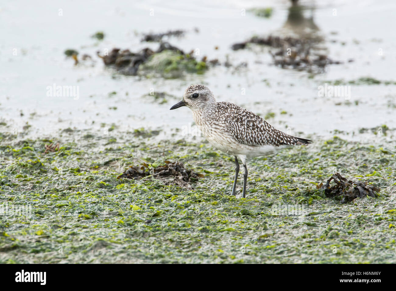 Grey plover (Pluvialis squatarola), in winter plumage, foraging on ...