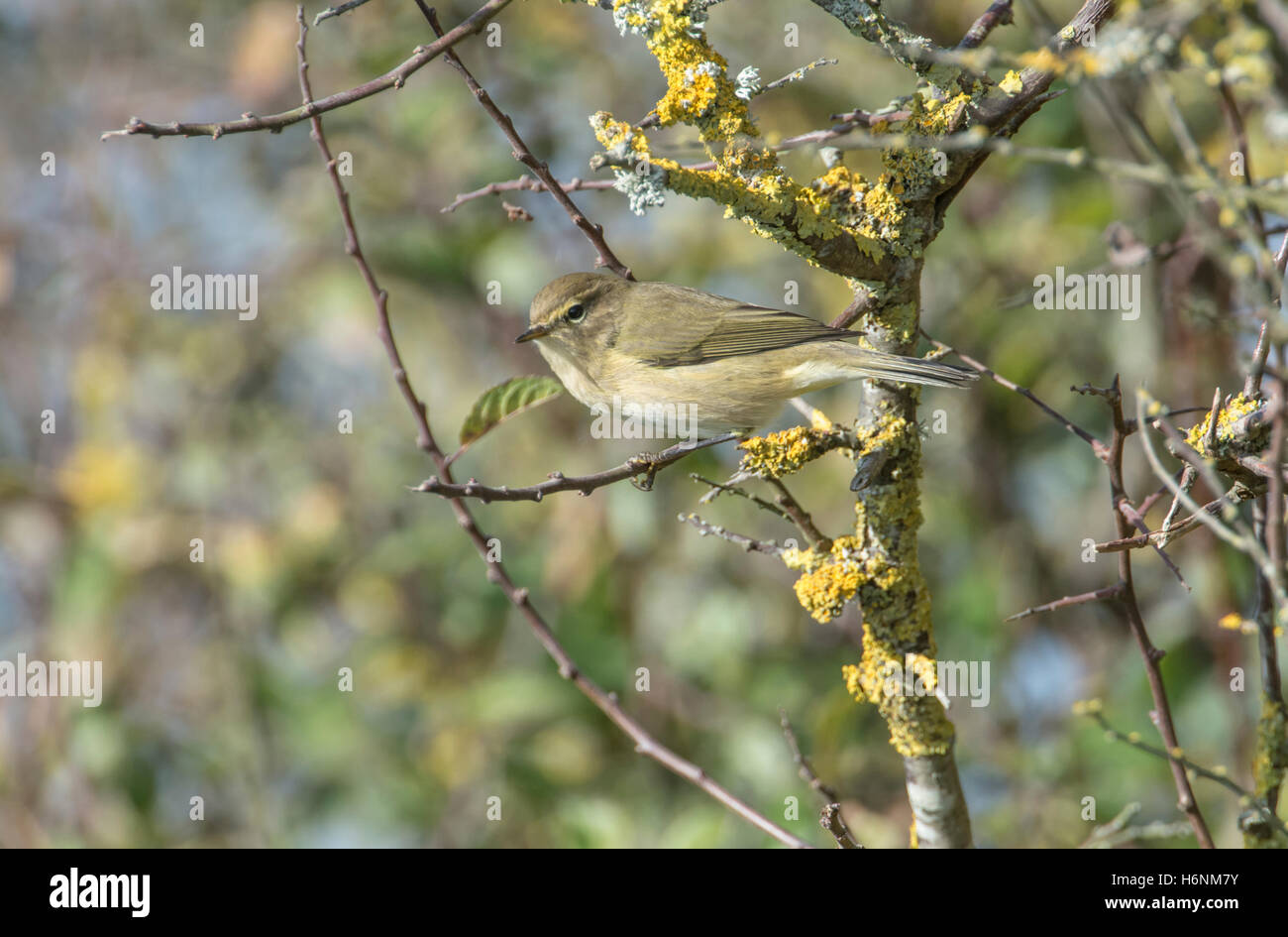 Chiffchaff (Phylloscopus collybita) foraging in coastal scrub whilst on ...