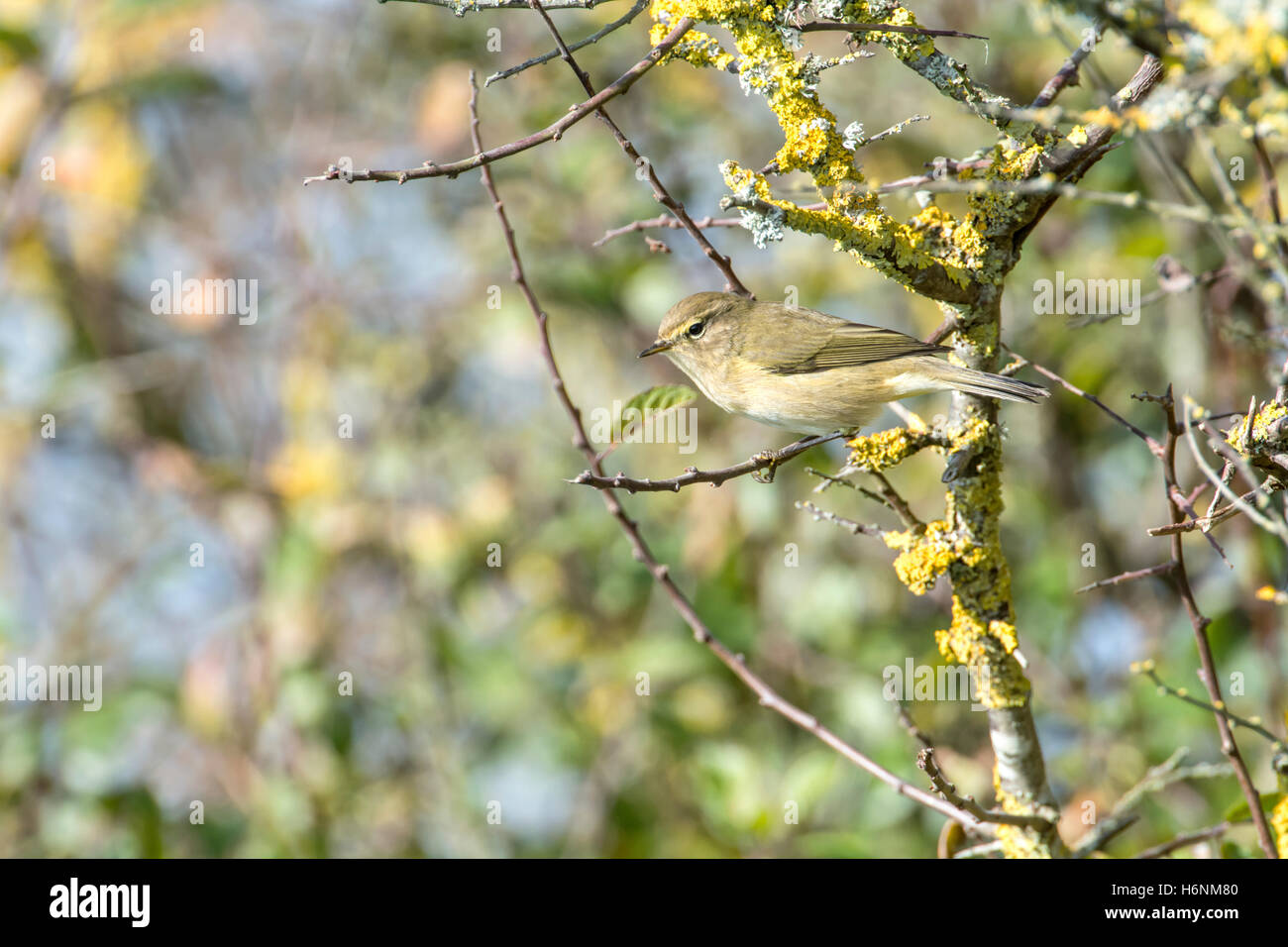 Chiffchaff (Phylloscopus collybita) foraging in coastal scrub whilst on ...