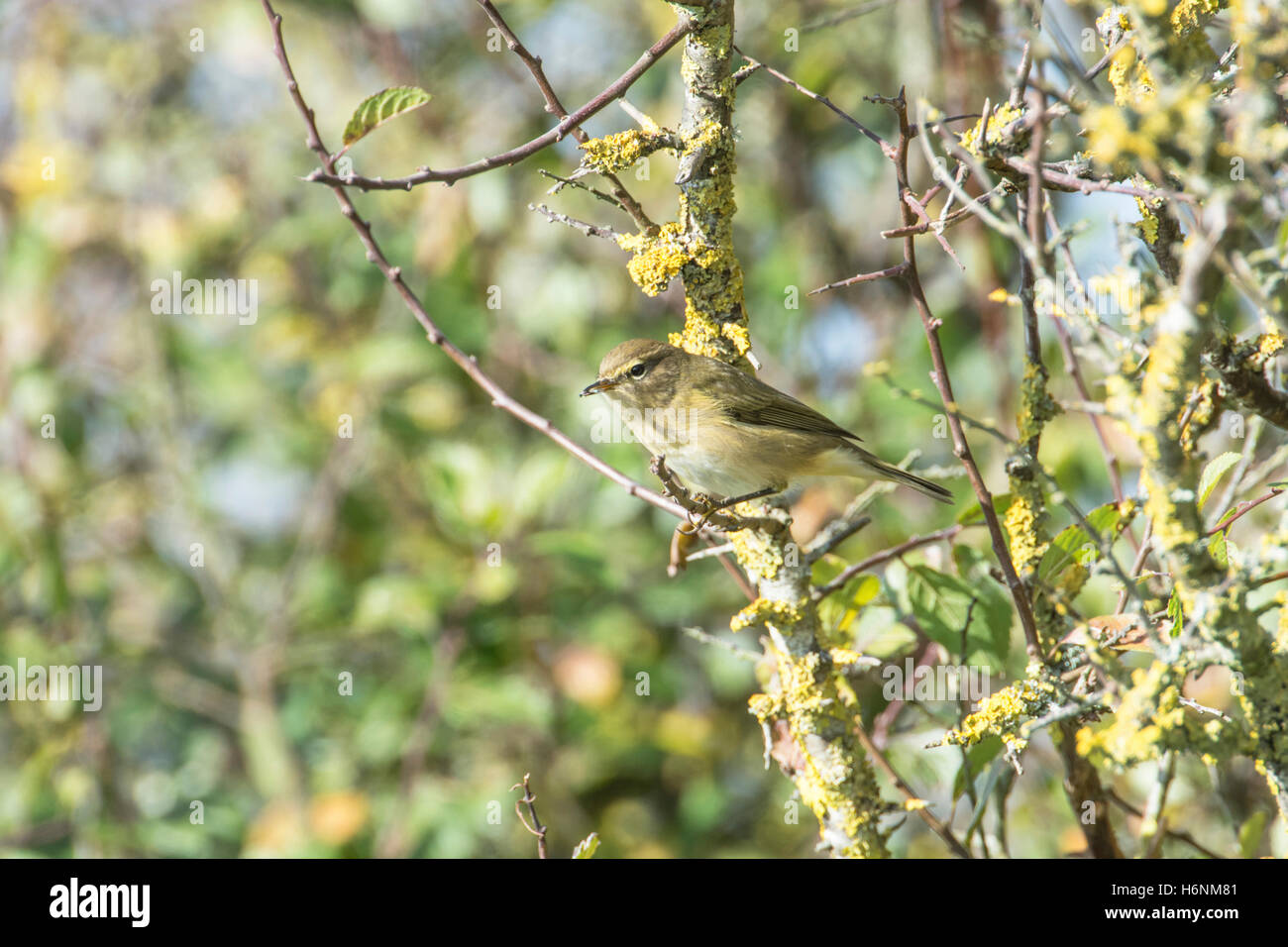 Chiffchaff (Phylloscopus collybita) foraging in coastal scrub whilst on ...