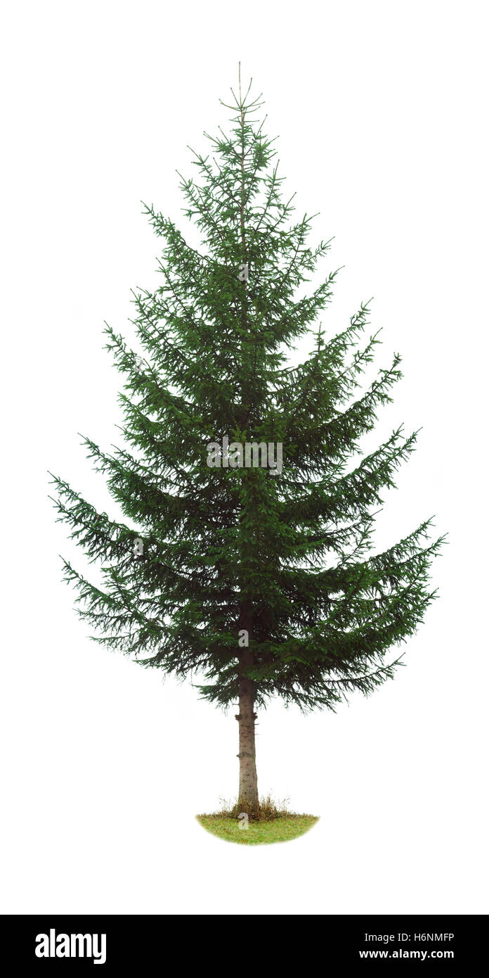 empty Christmas tree isolated on white background Stock Photo - Alamy