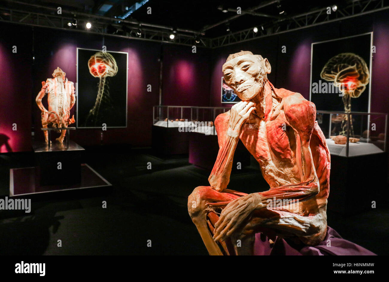 ‘Real Bodies’ a Discovery of the Human Body Exhibition in Milan ...