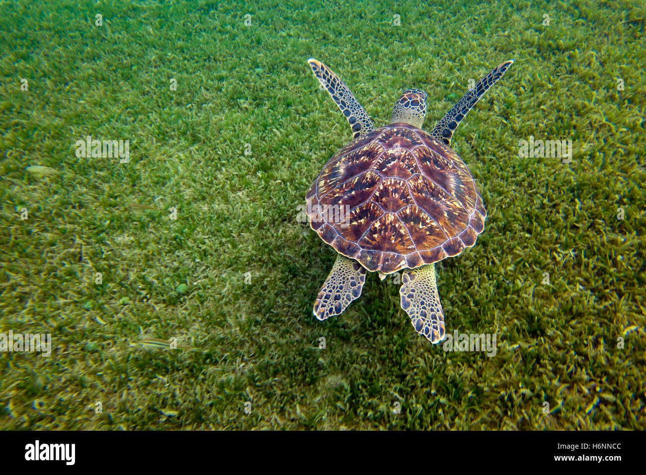 Turtle in Martinique Stock Photo - Alamy