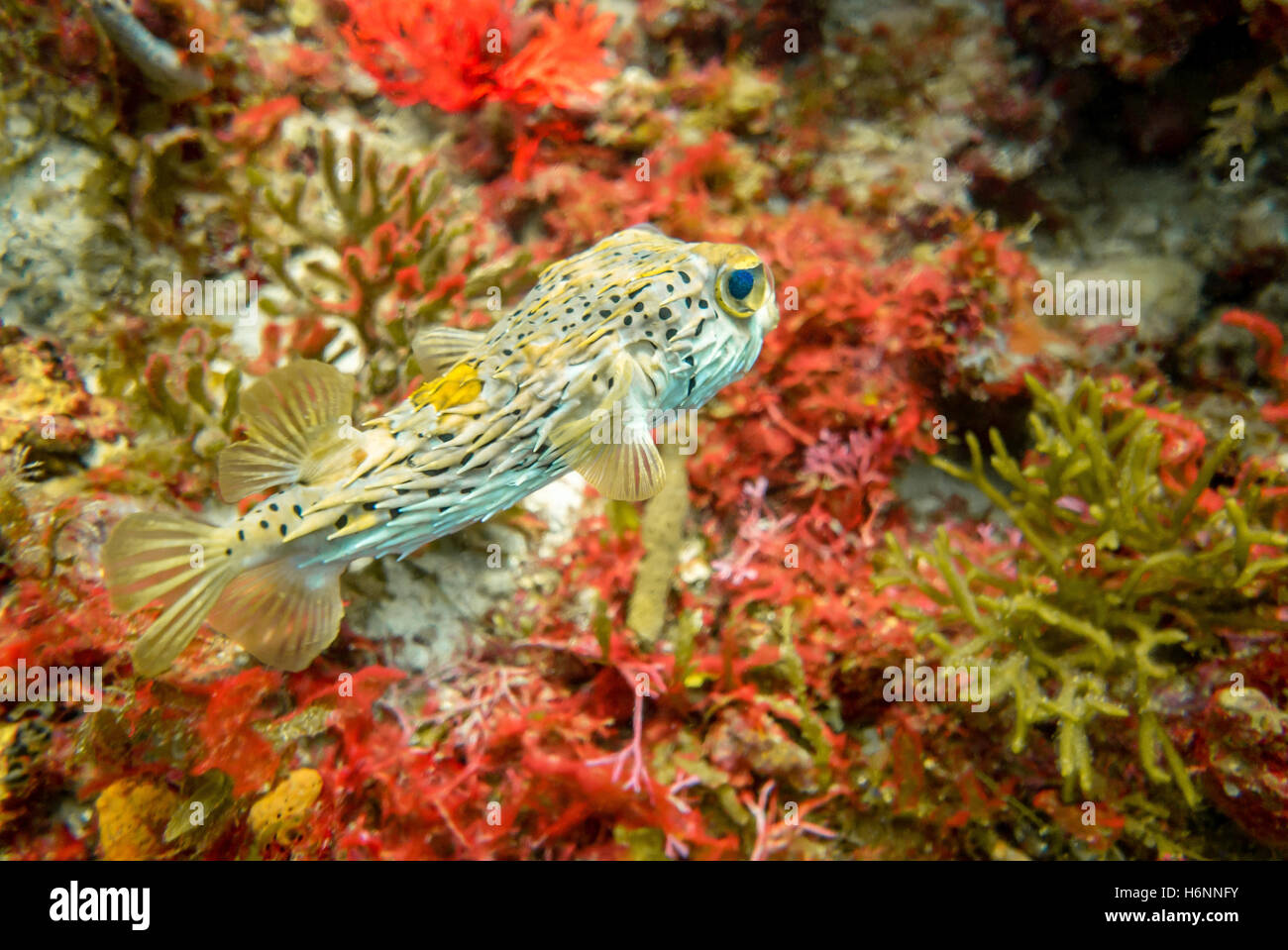 Boxfish in Martinique Stock Photo - Alamy