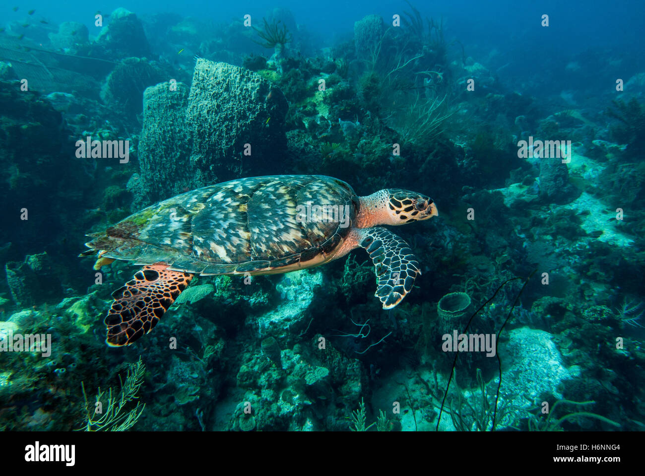 Turtle in Martinique Stock Photo - Alamy