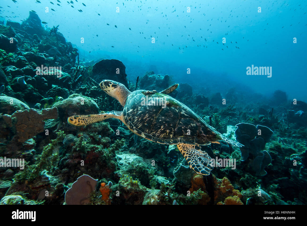 Turtle in Martinique Stock Photo - Alamy
