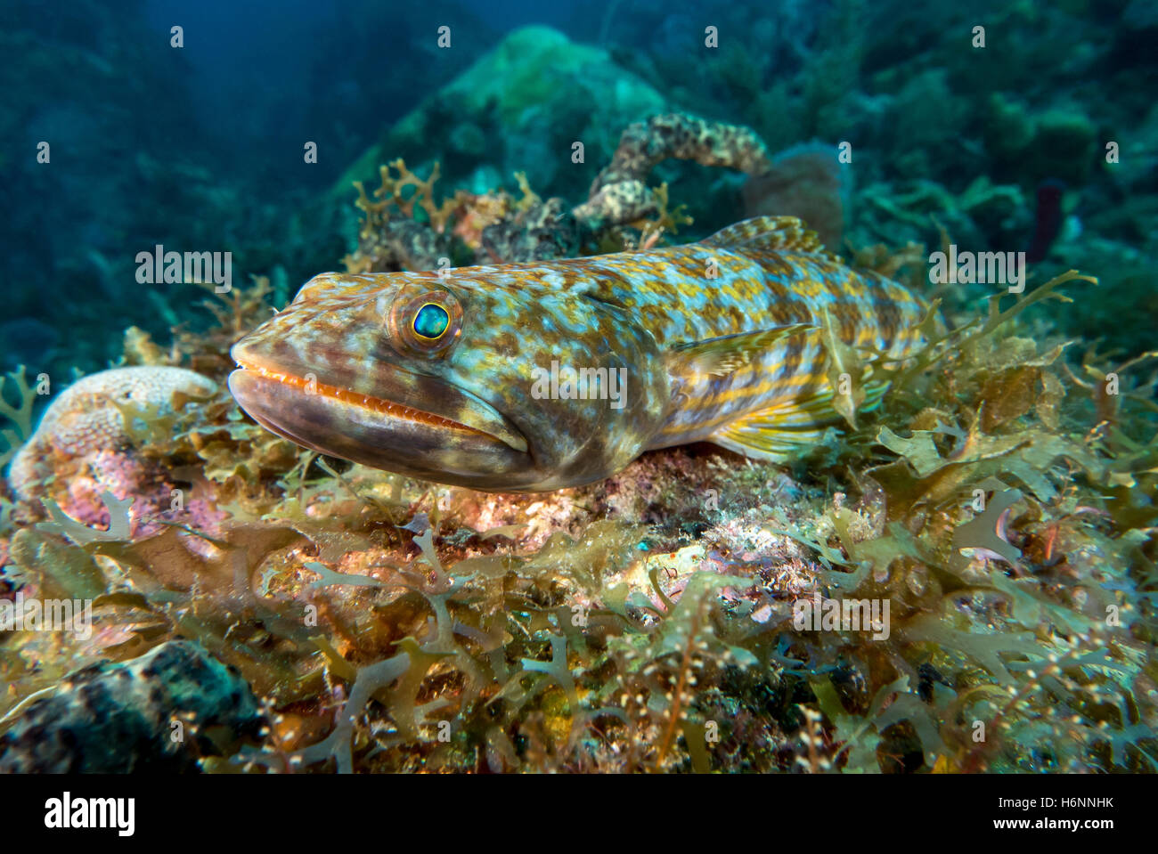 Lizard fish in Martinique Stock Photo - Alamy