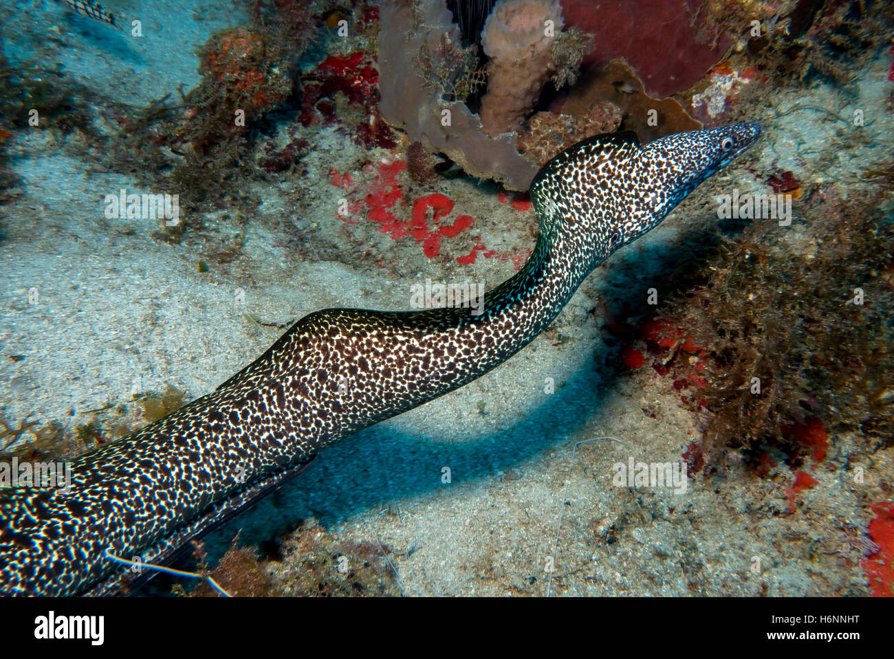 Muren in Martinique Stock Photo - Alamy