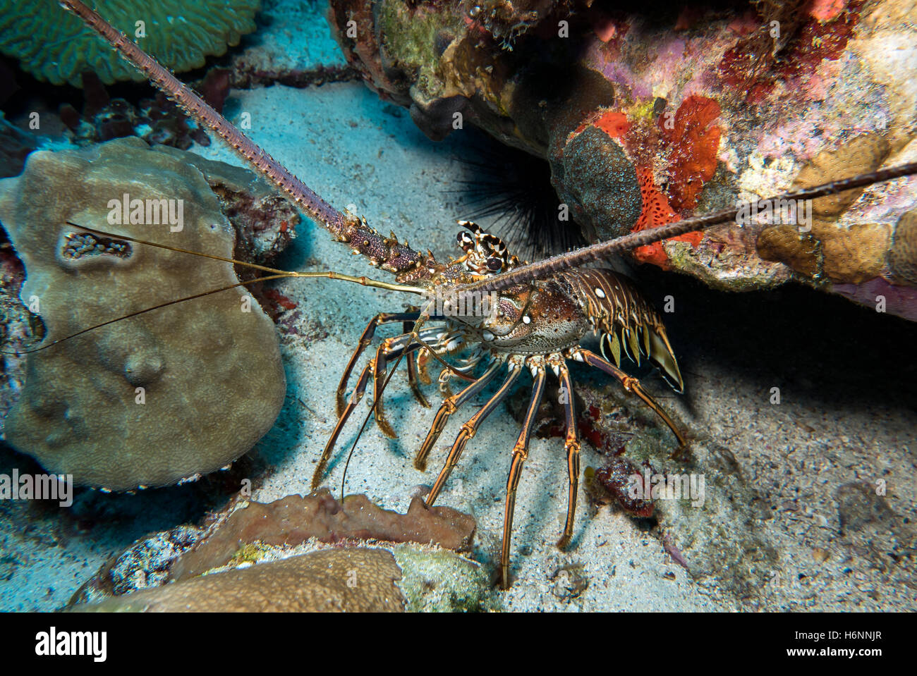 Crayfish in Martinique Stock Photo - Alamy