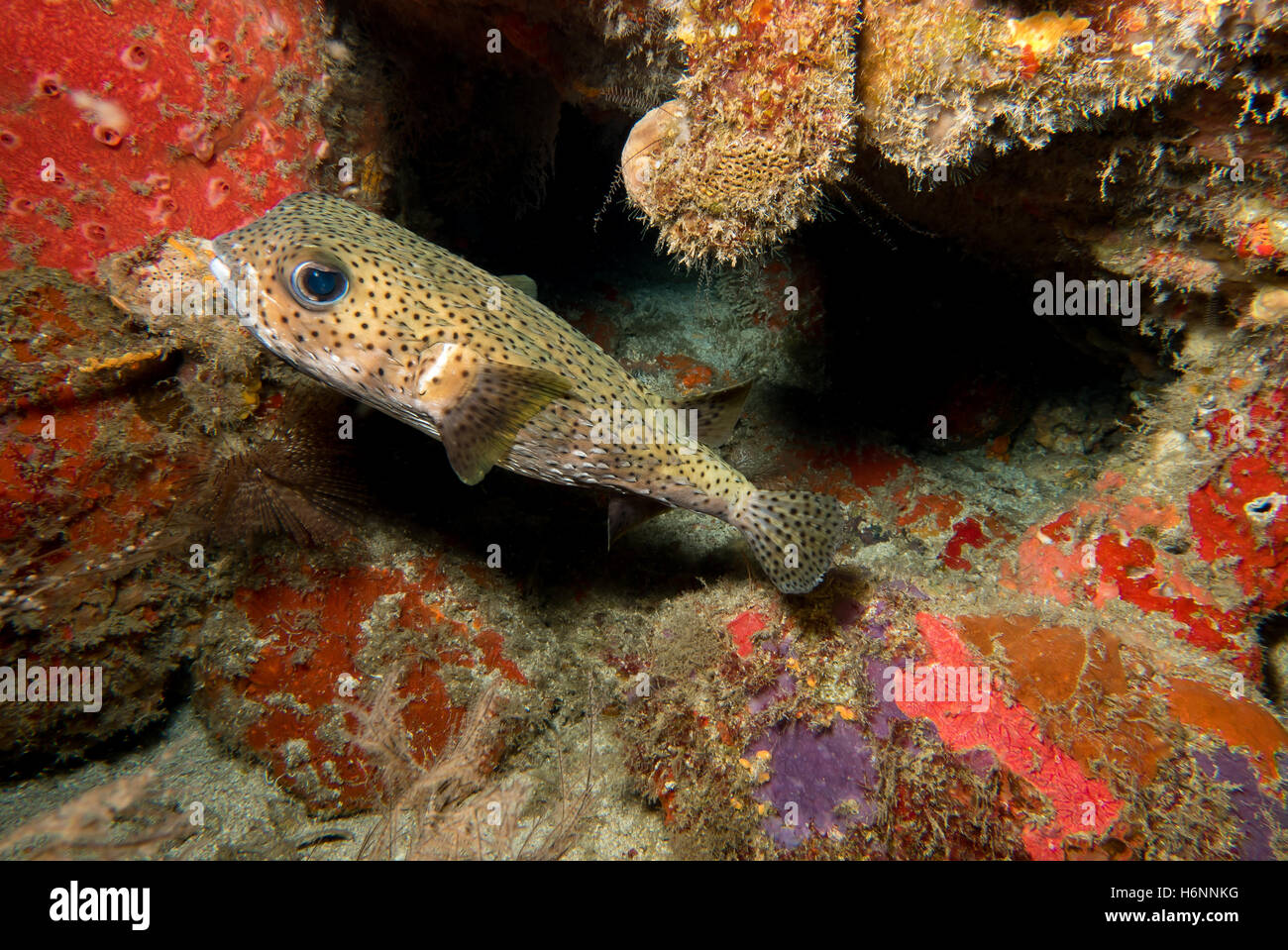 Boxfish in Martinique Stock Photo - Alamy