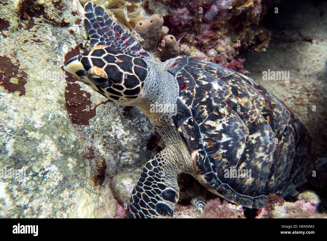 Turtle in Martinique Stock Photo - Alamy