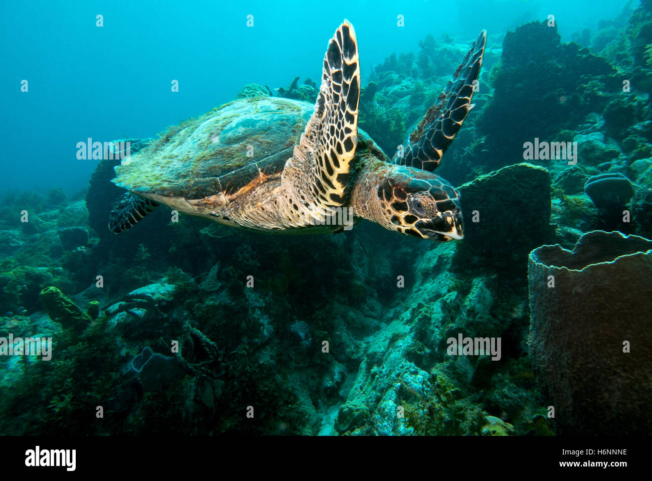 Turtle in Martinique Stock Photo - Alamy