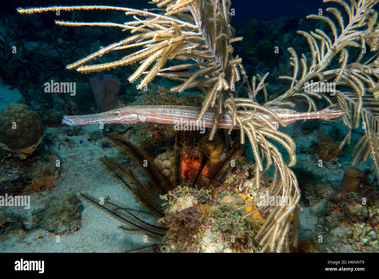 Trumpet Fish High Resolution Stock Photography and Images - Alamy