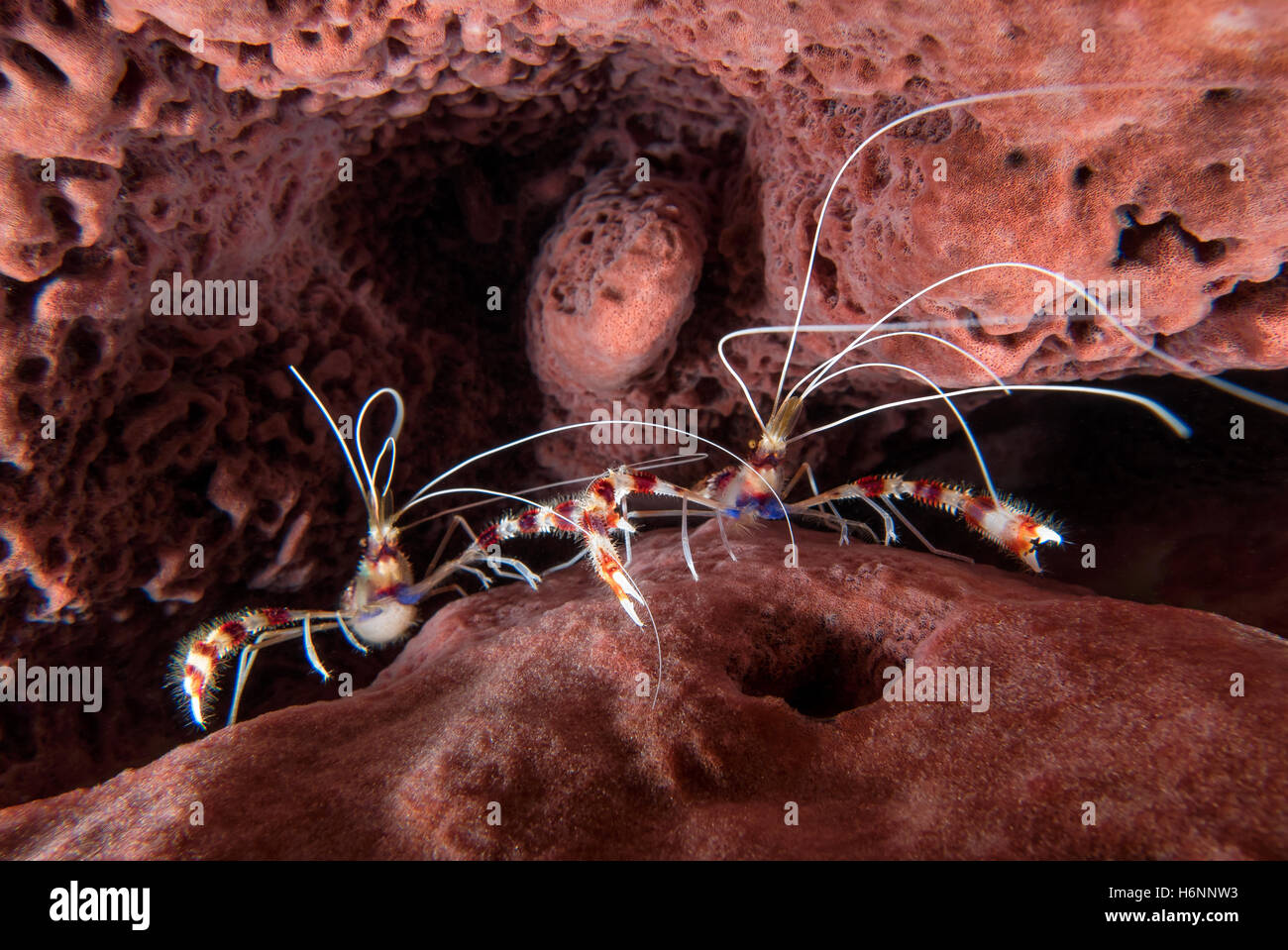 Shrimp (Stenopodidea) in Martinique Stock Photo - Alamy