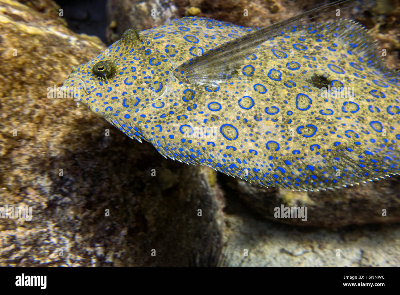 Flounder in Martinique Stock Photo - Alamy