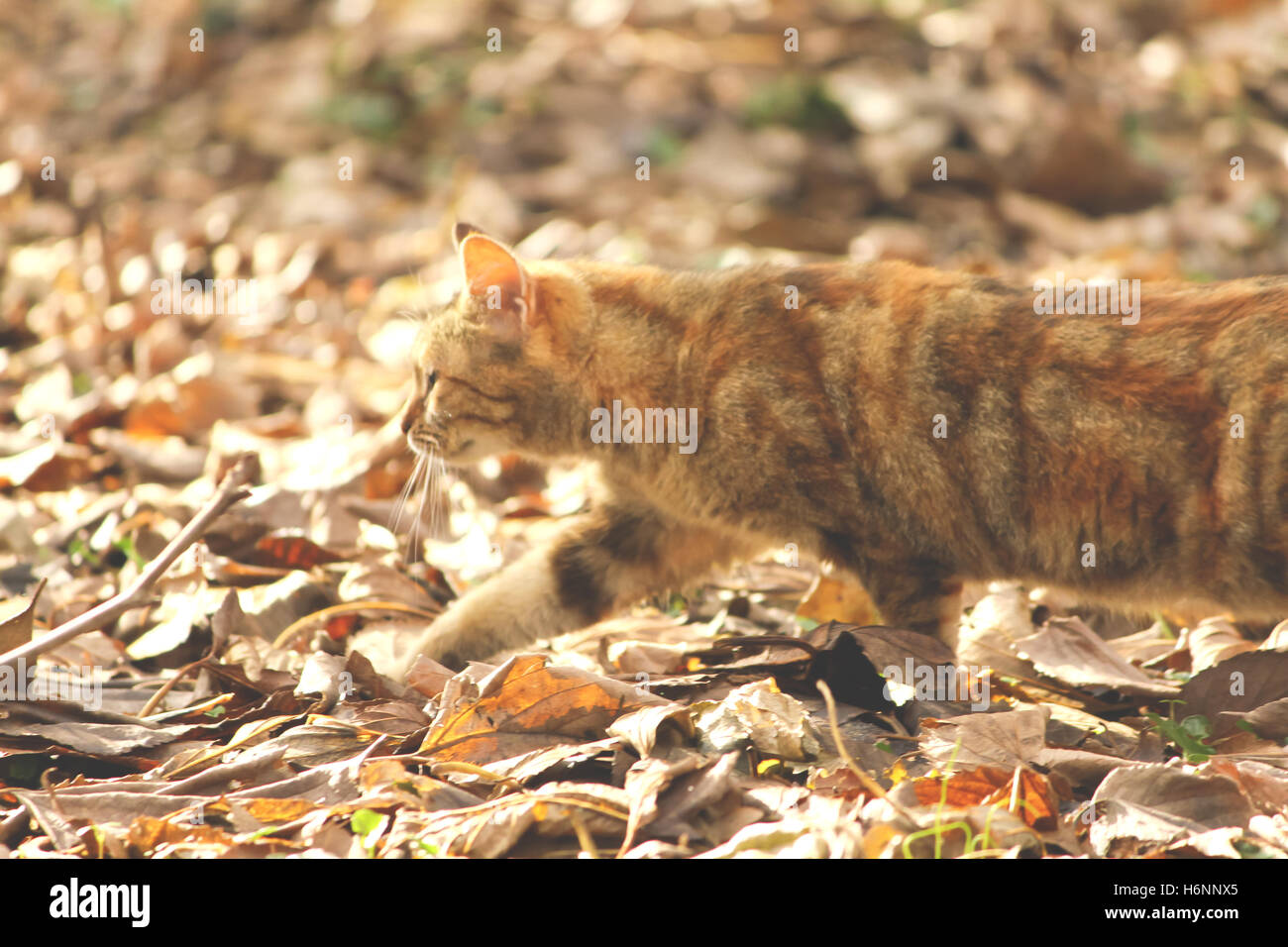 Cat in the autumn foliage Stock Photo - Alamy