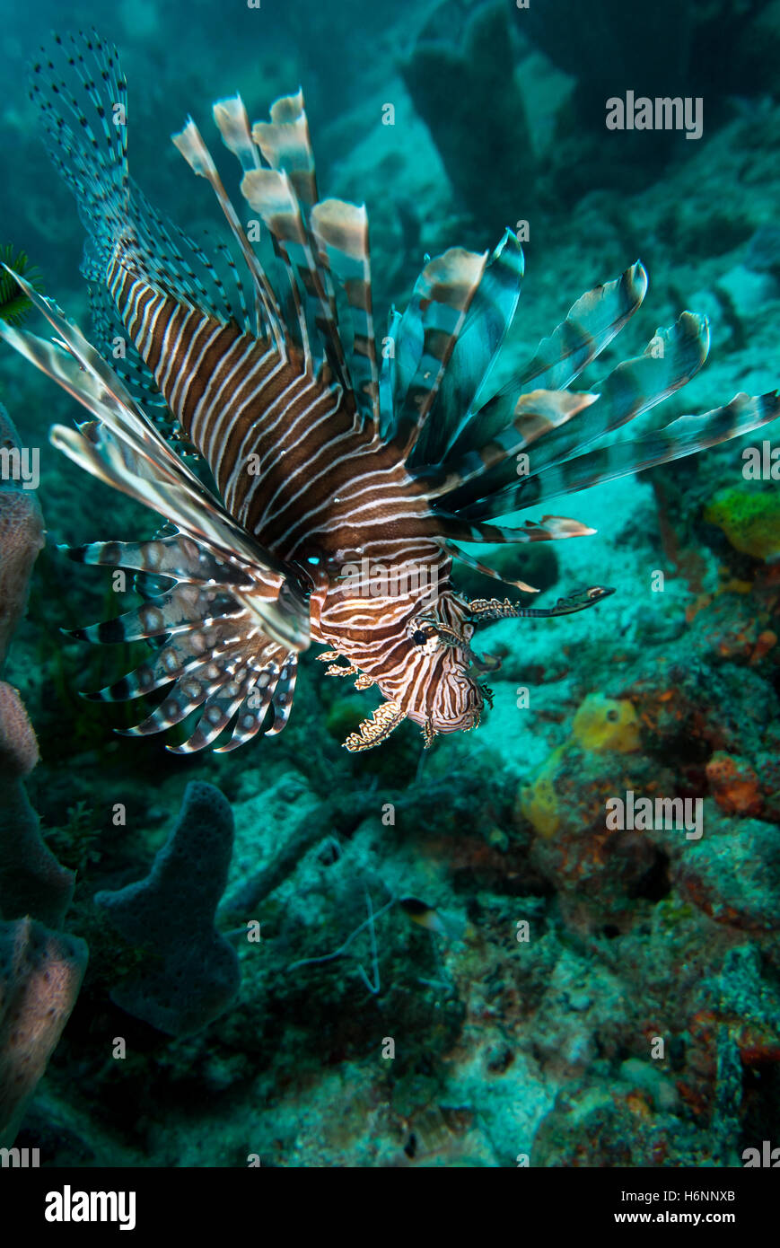 Lion fish in Martinique Stock Photo - Alamy